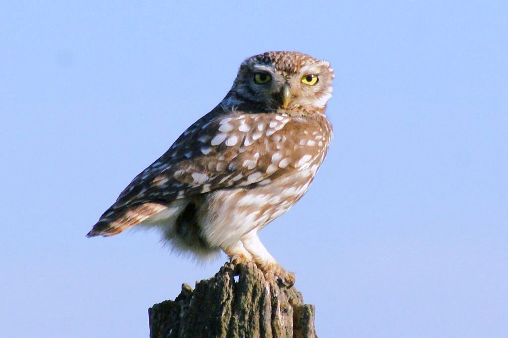 AVES DE ANDALUCÍA: Mochuelo Europeo
