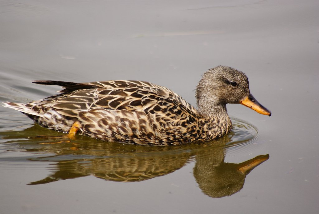 AVES DE ANDALUCÍA: Ánade Friso