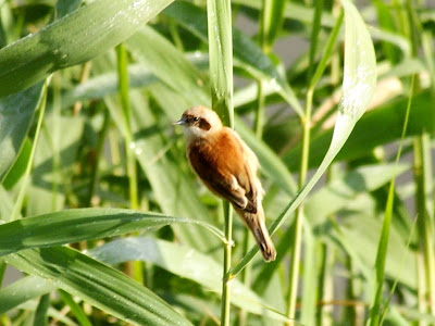 AVES DE ANDALUCÍA: Pájaro Moscón
