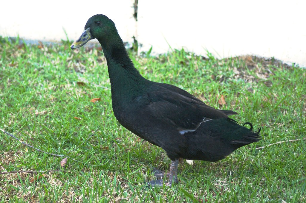 AVES DE ANDALUCÍA: Pato Criollo