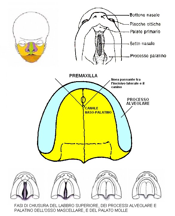 Il sussidiario medico: Embriogenesi della faccia (e labio-palato-schisi)