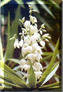 15 de septiembre: LA FLOR DE IZOTE