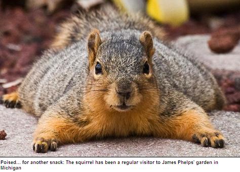Just so you know...: Tubby squirrel!
