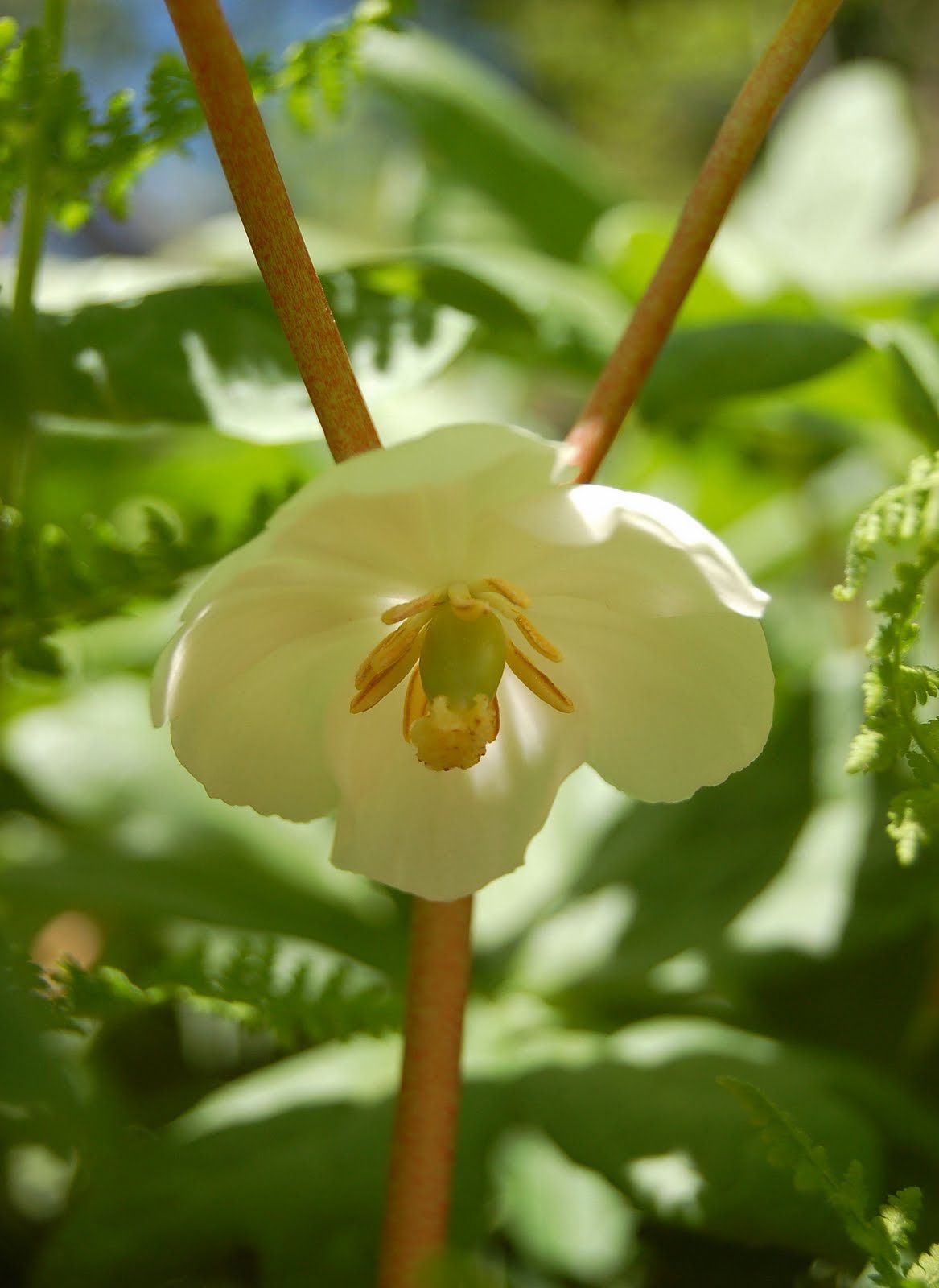 Central Virginia Organic Gardener: SNP Wildflower Weekend