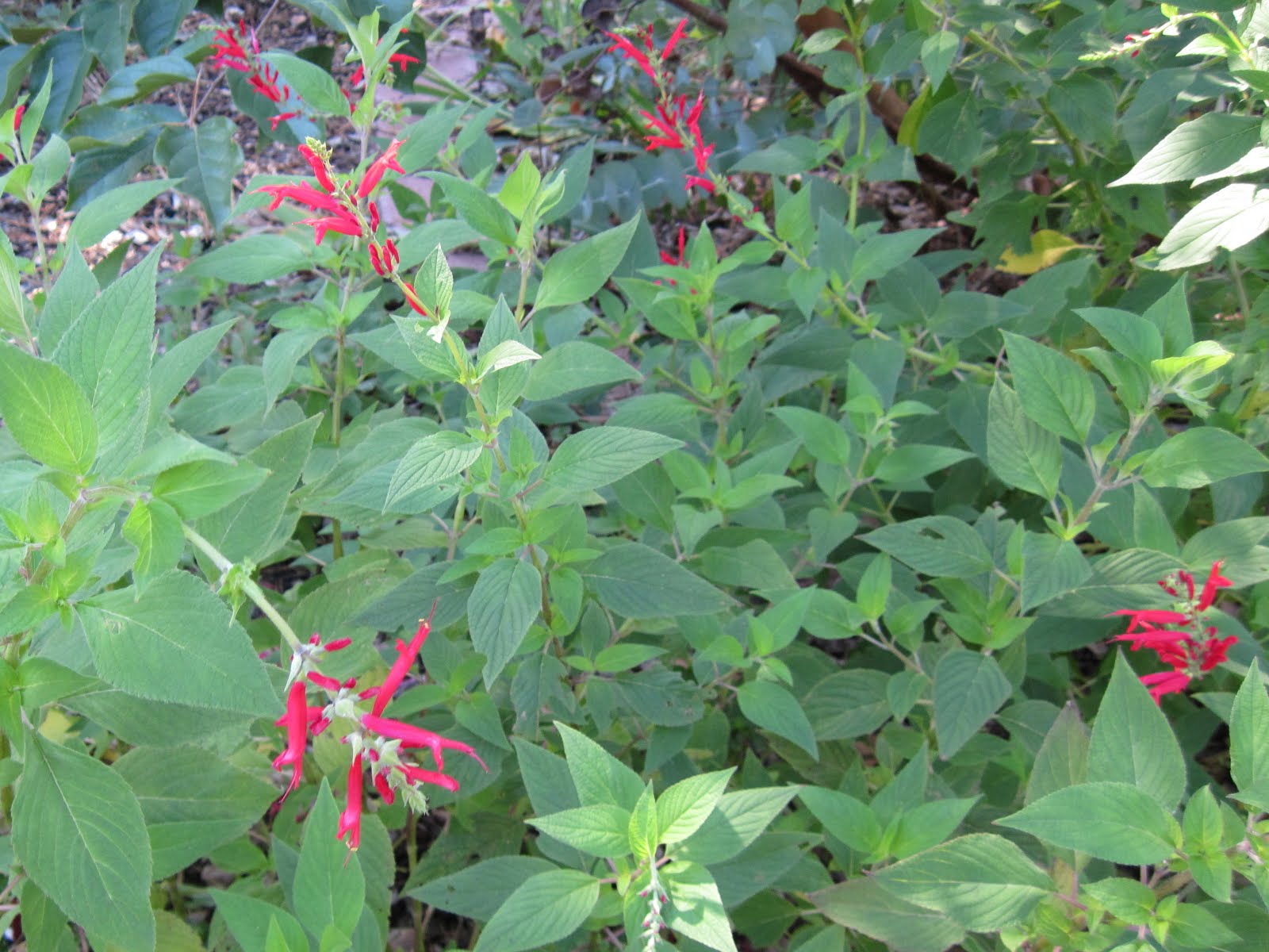 Central Virginia Organic Gardener: A Sage Tale