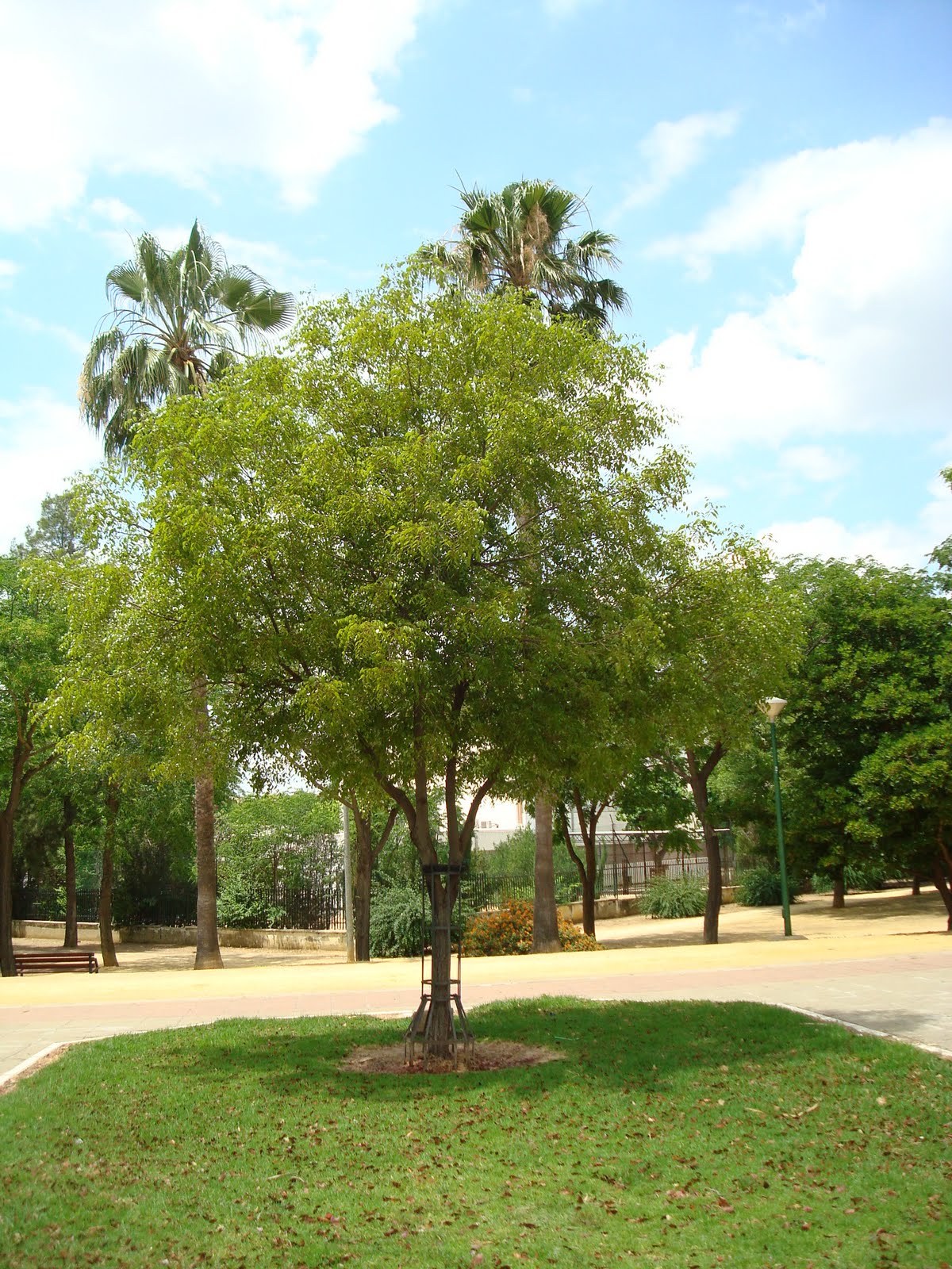 elarbolmiamigo-encinarosa: Caoba - Swietenia mahagoni