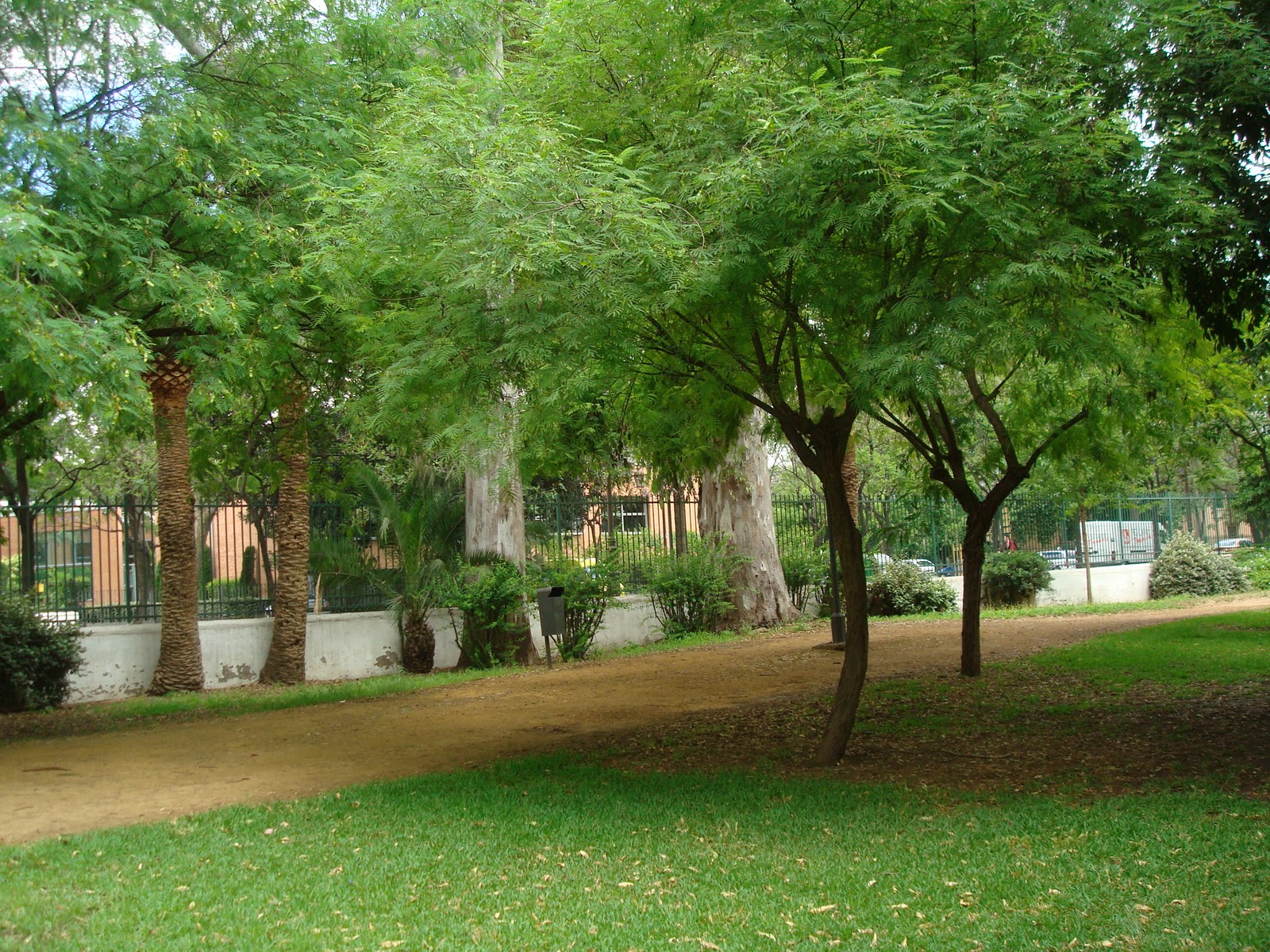 elarbolmiamigo-encinarosa: Acacias