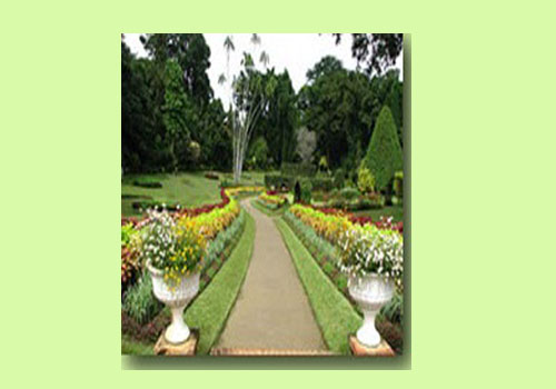 Beautiful sri Lanka: Haggala Botanical Garden