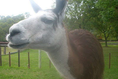 PARQUE ZOOLOGICO LECOCQ. MONTEVIDEO: COMO LLEGAR AL PARQUE LECOCQ