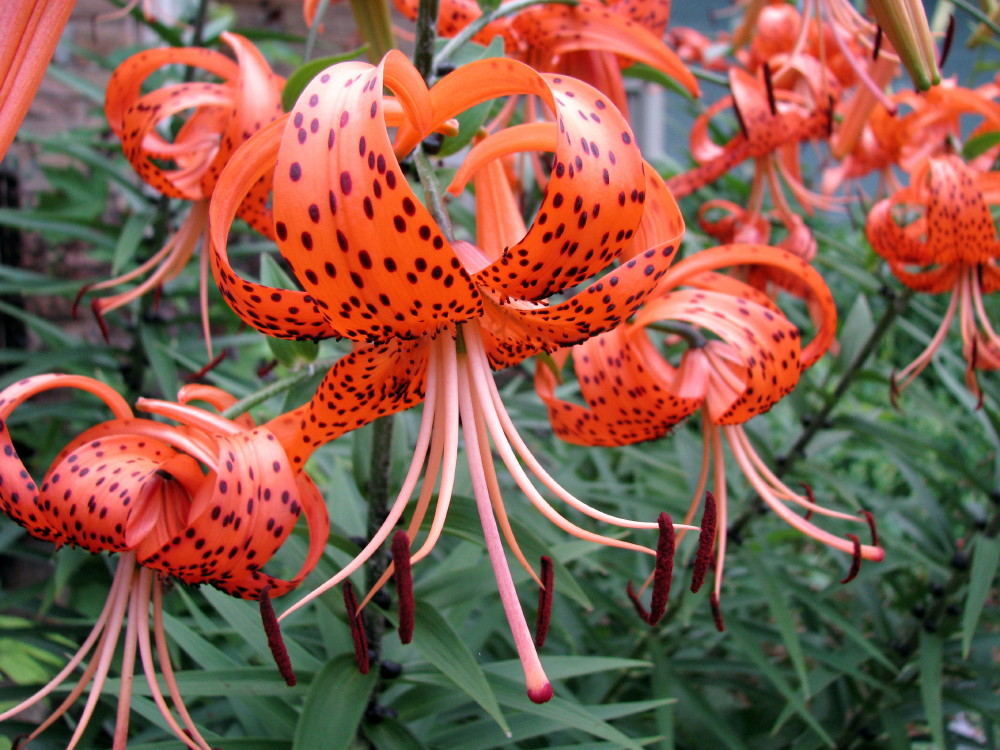 Exuberant Color : Another hot humid day..............