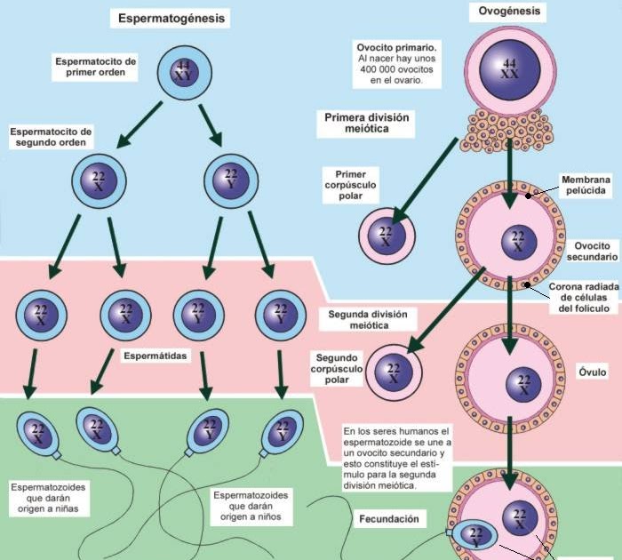 Espermatogénesis y ovogénesis en humanos | BIOLOGIA PARA TODOS