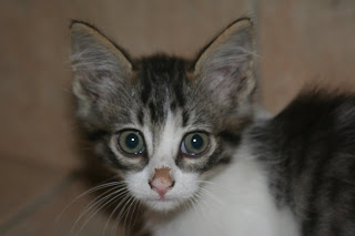 ZAGUATES Y MISINGOS: HERMOSOS GATOS EN ADOPCION