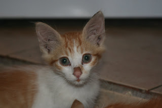 ZAGUATES Y MISINGOS: HERMOSOS GATOS EN ADOPCION