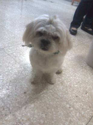 ZAGUATES Y MISINGOS: CRUCE MALTES ENCONTRADO-EXTRAVIADO