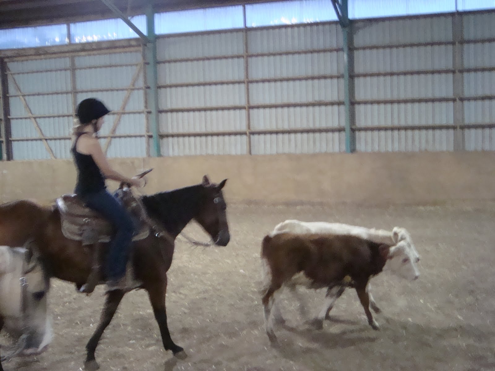 Hayes Horsemanship: Intro to Working Cows