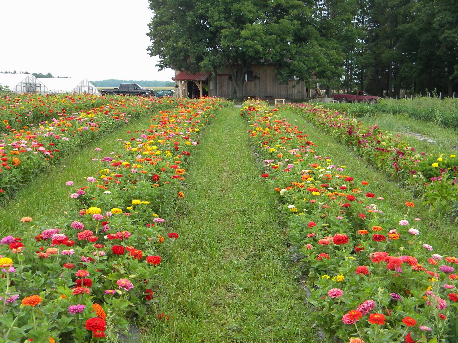 Sweet Land Farm Blog: Zinnia field, and us farmers hanging out with the ...