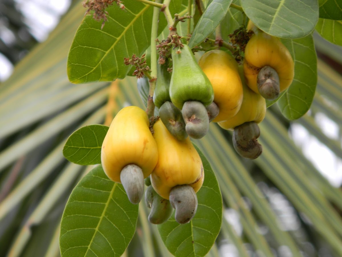 SEPANJANG JALAN KENANGAN: BUAH JANGGUIH @ GAJUS.
