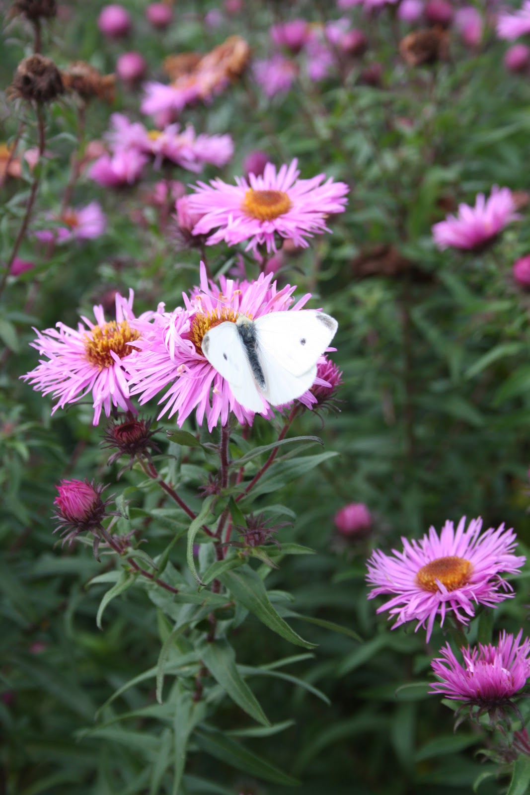 Madelief: Autumn flowers