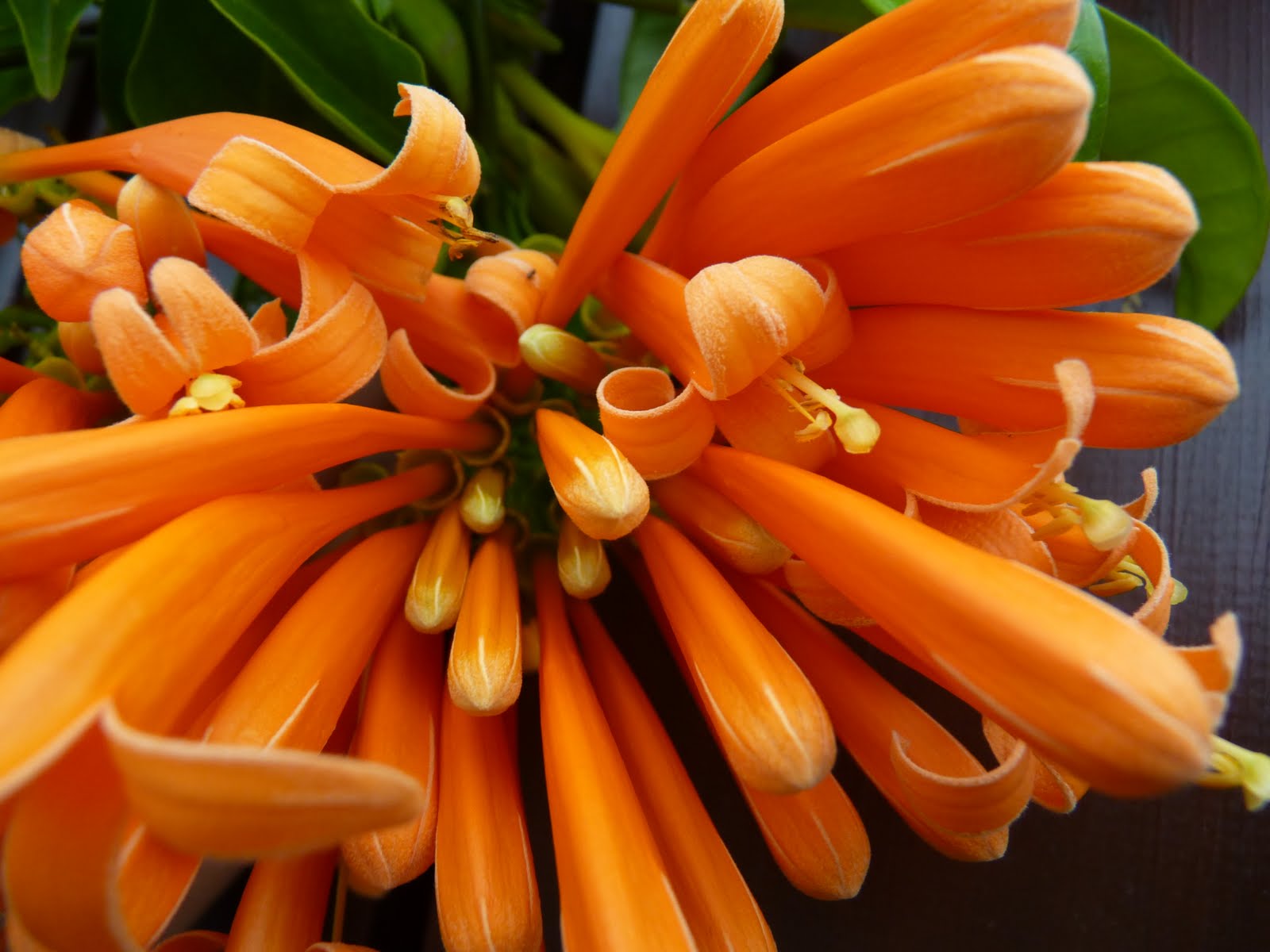 Fleurs des tropiques