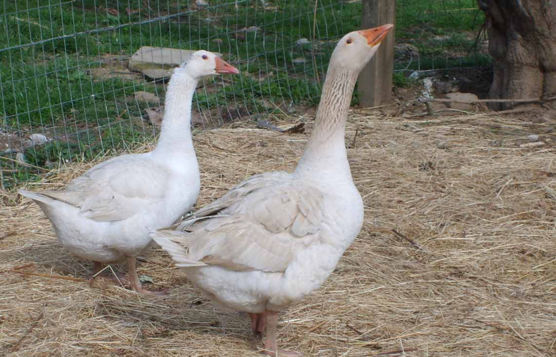oh dear: The geese are laying