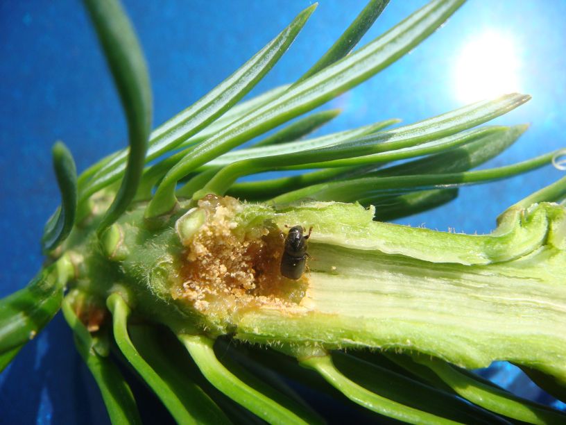 Fraser Fir IPM: Some June Pests