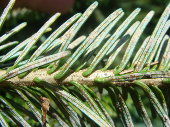 Fraser Fir IPM: Cryptomeria Scale Found in Ashe County