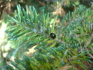 Fraser Fir IPM: Cryptomeria Scale Found in Ashe County