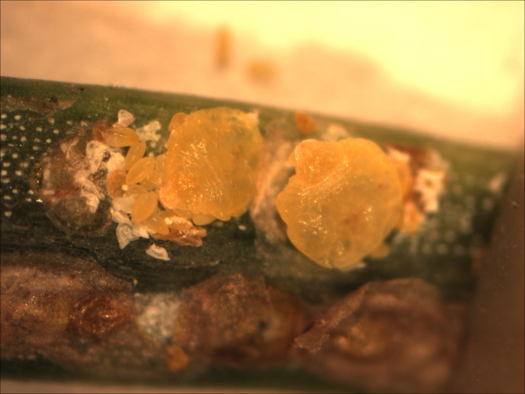 Fraser Fir IPM: Cryptomeria Scale Found in Ashe County