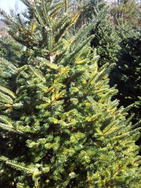 Fraser Fir IPM: Fall Needle Shed