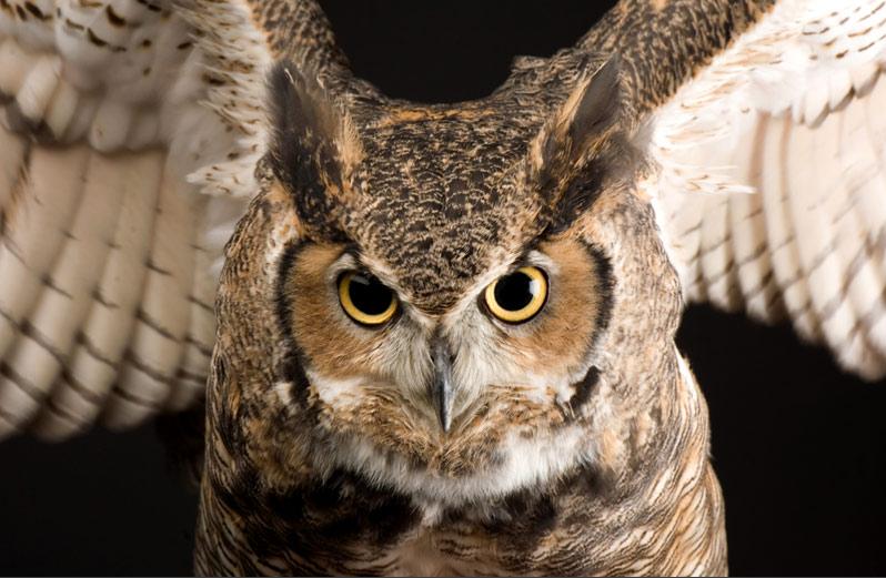 nYnYberrY.com: Legend of the Guardians: The Owls of Ga’Hoole Movie ...