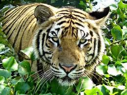 Wild Forever Foundation: The JAVAN TIGERS!!(extinct)