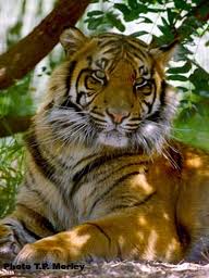 Wild Forever Foundation: The JAVAN TIGERS!!(extinct)