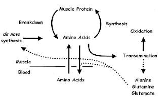 Dietary Protein Requirements of Bodybuilders and Strength Athletes ...