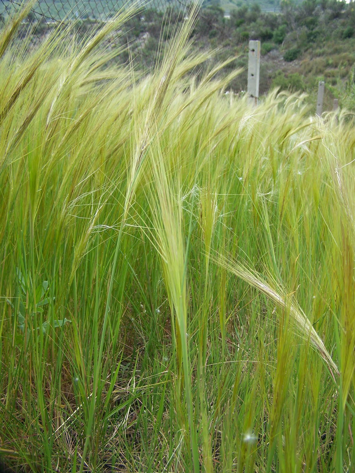 Flores de Andalucía: Stipa capensis Thunb. var. capensis
