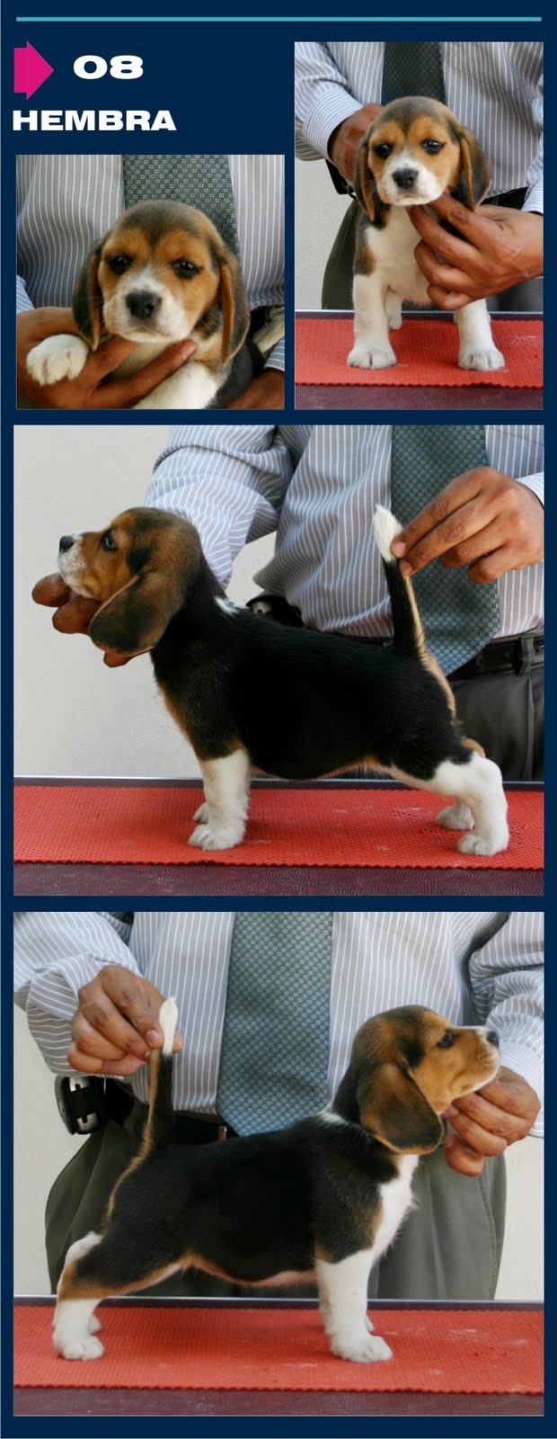 MG BEAGLES