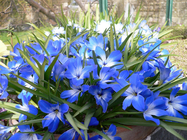 Mark's Inspiring Plants: "Chilean Blue Crocus" Tecophilaea