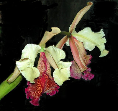 Cattleya Orchid Source: Cattleya aurea