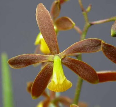 Cattleya Orchid Source: Encyclia conchaechila