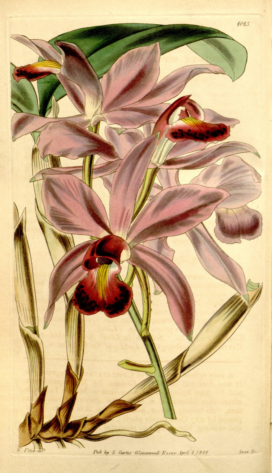 Cattleya Orchid Source: Cattleya violacea - Violet Cattleya