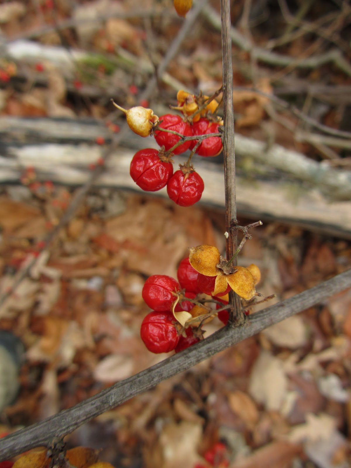 South Mountain Naturalist: Bittersweet Story