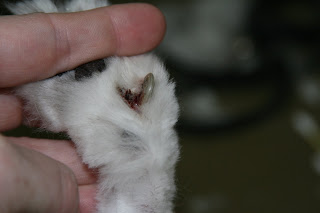 Haute Dogs and Glitzy Paws Boutique: Proper Nail Care for Dogs & Cats