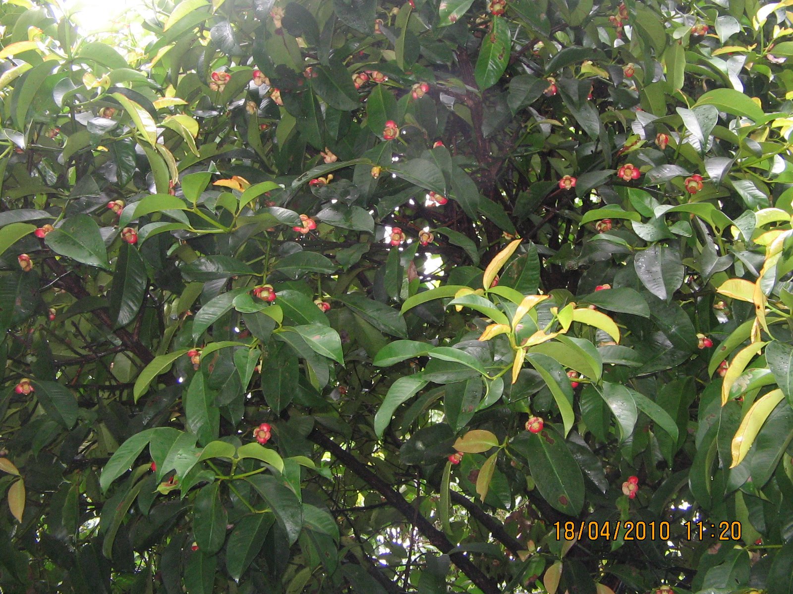 PANGSENAM: Pokok buah berbunga...