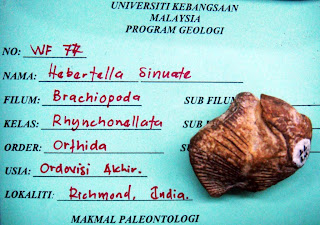 ~Rentak Alam & Kehidupan~: Amali Palaeontologi 4 & 5 (Phylum Brachiopoda)