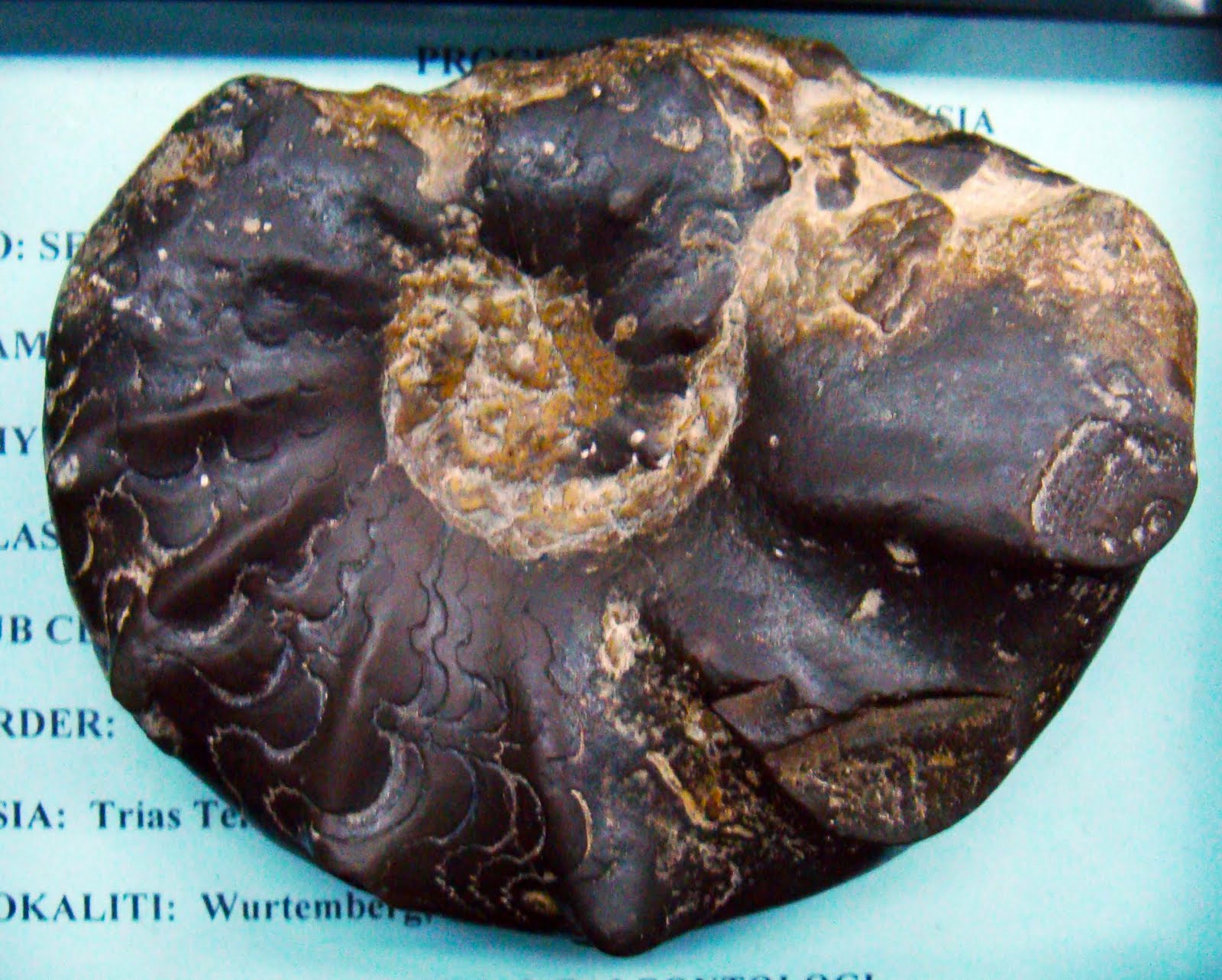 ~Rentak Alam & Kehidupan~: A. Palaeontologi 8 (Phylum Mollusca 3)