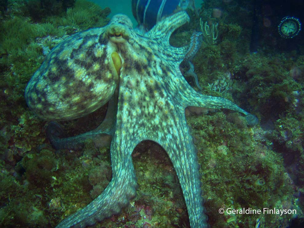 Natur-al-Andalus: Going underwater...