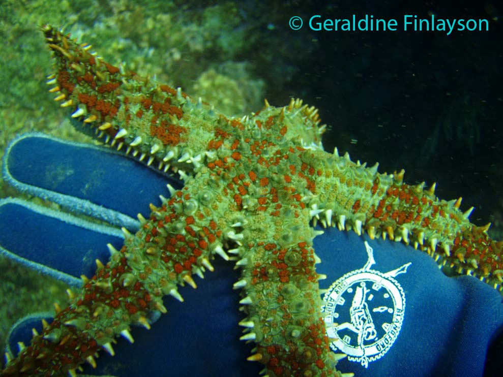 Natur-al-Andalus: Going underwater...