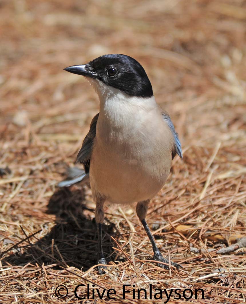 Natur-al-Andalus: The magpie's tale