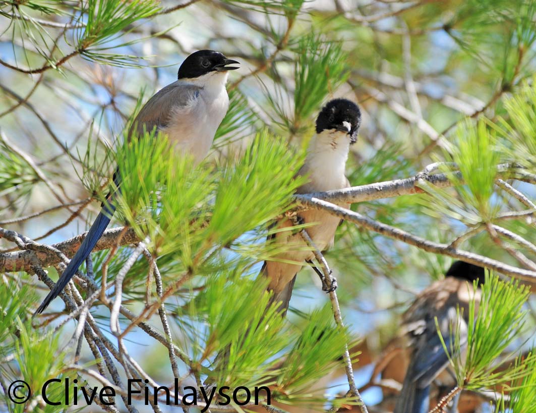 Natur-al-Andalus: The magpie's tale