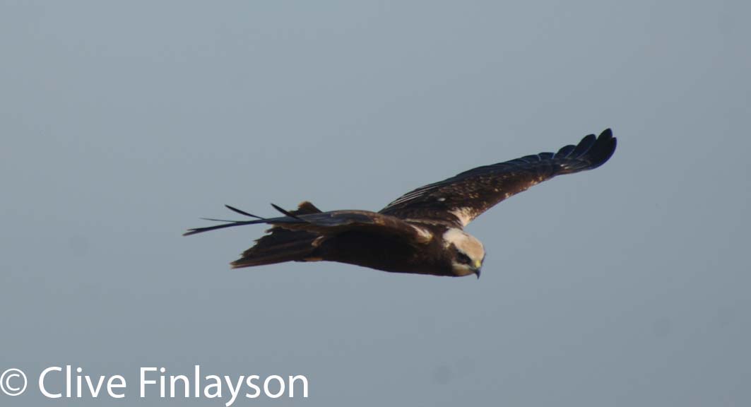 Natur-al-Andalus: Magic of La Janda - the Black-winged Kite