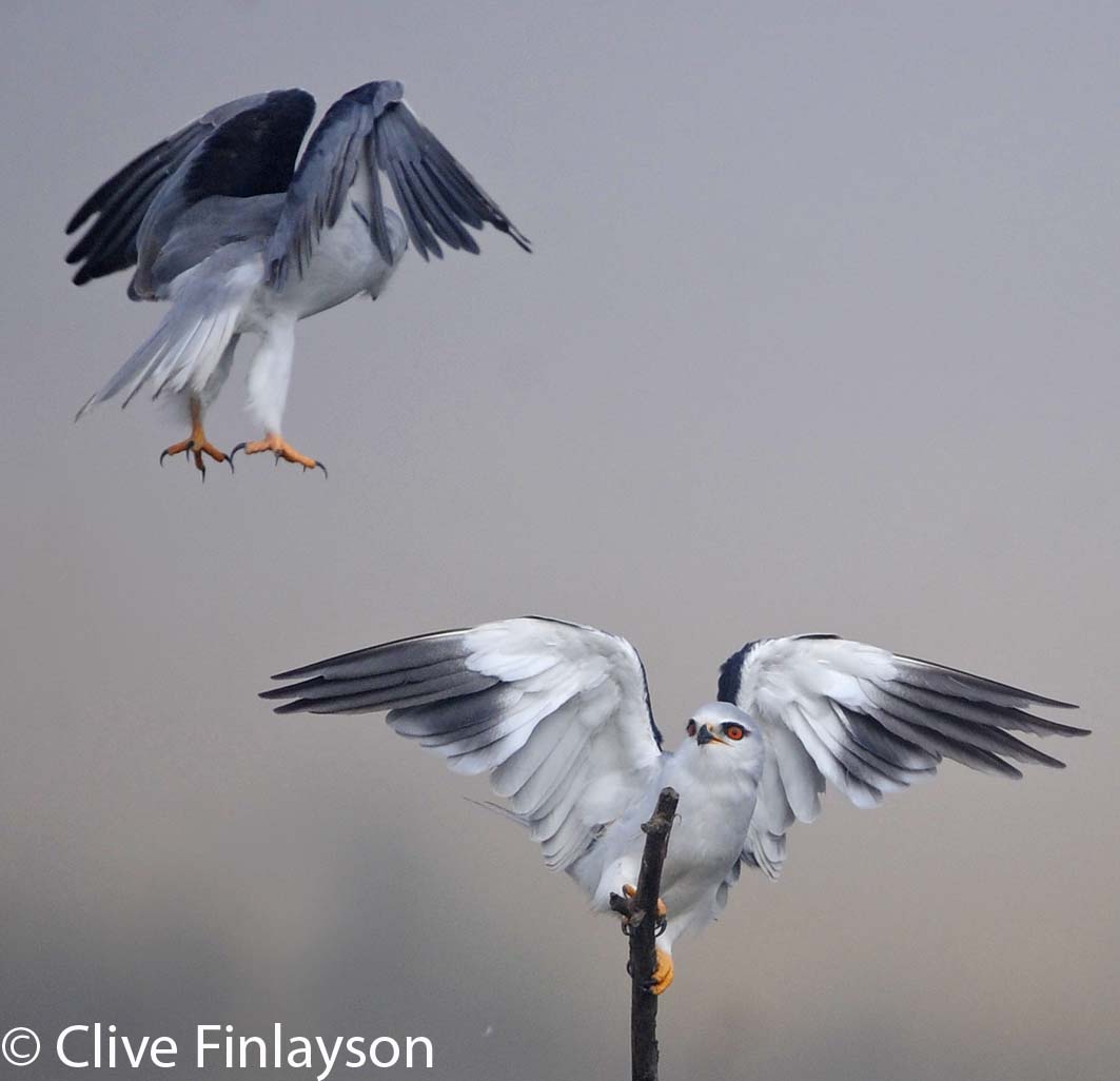 Natur-al-Andalus: Magic of La Janda - the Black-winged Kite